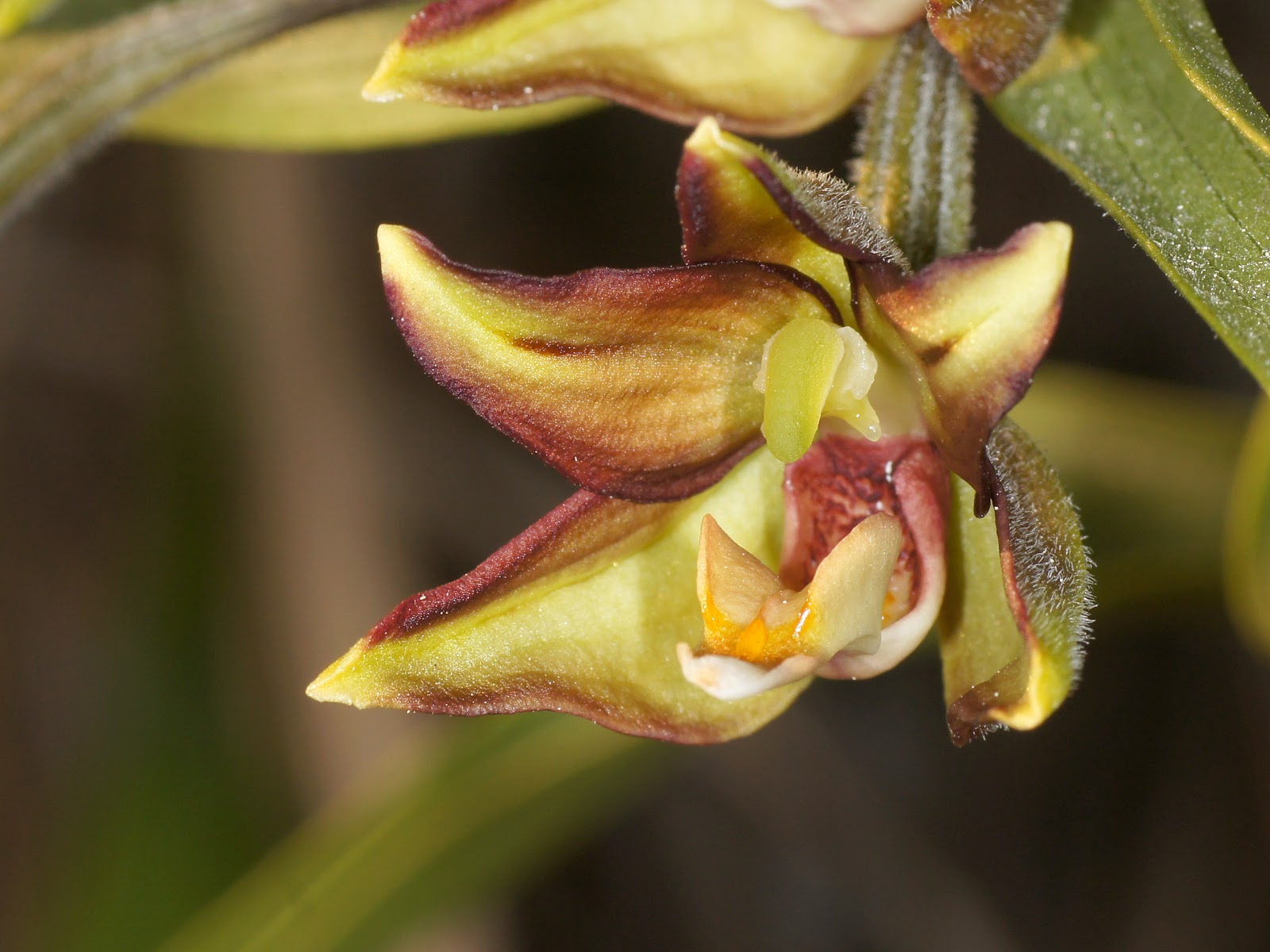 The Orchids of Cyprus: Epipactis veratrifolia subsp. oaseana