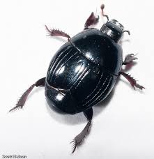 INSECTOS DE P.R. In Memoriam Dr Luis F Martorell y Dr Alain Liogier ,DR ...