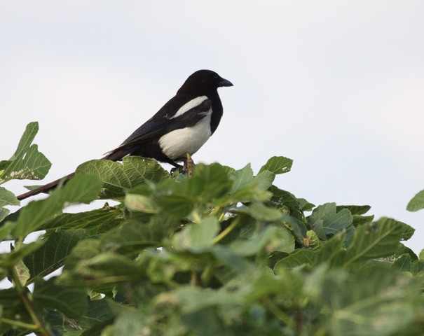 rapaces diurnas de cataluña: el ave del barça(calamon)y los cuidados ...