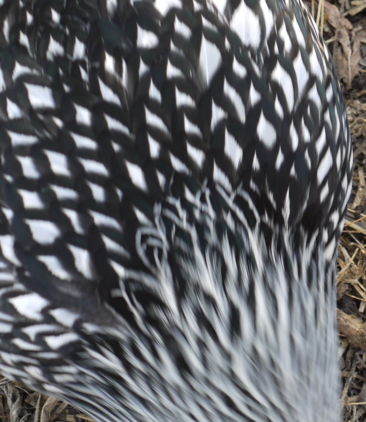 Tails From The Dog House!: Feather Patterns