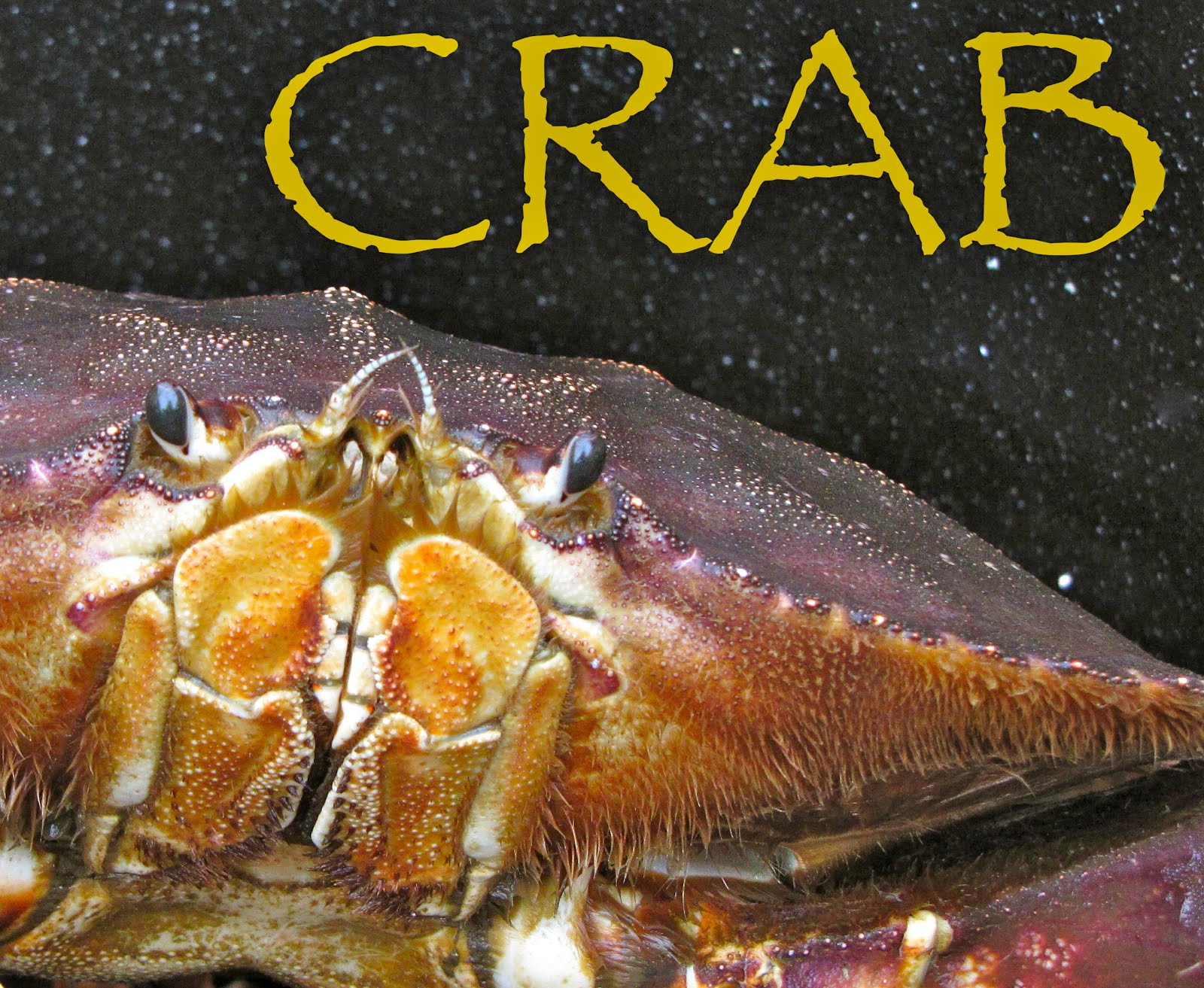 SITKAVORES: CRAB