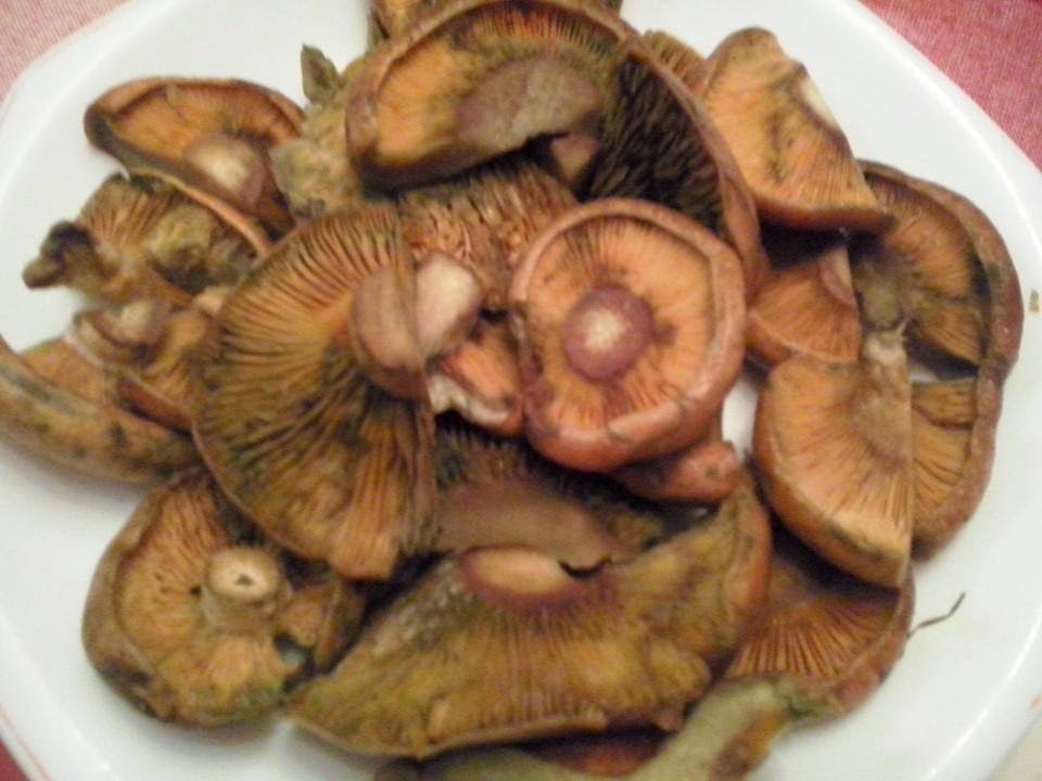 Mis recetas: ROVELLONS EN CONSERVA