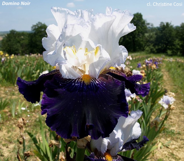 World of Irises: French Irises and Their Hybridizers