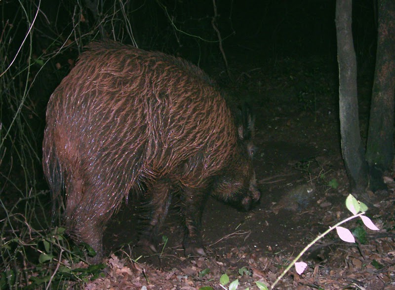 VIDA DE SENGLAR: Quina edat tenen?