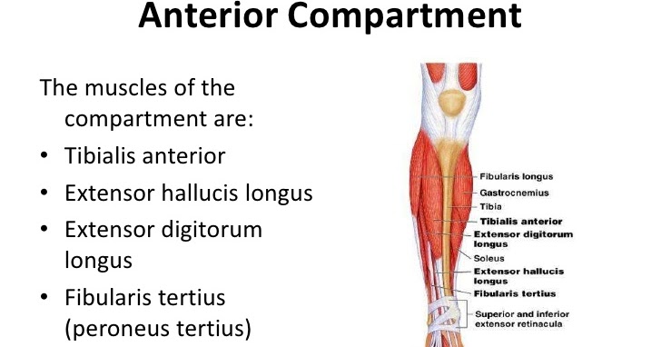 ANIGO PHYSIOTHERAPY: EASIEST WAY TO LEARN MUSCLES OF ANTERIOR ...