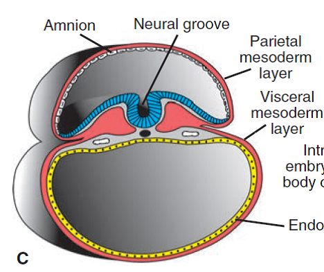 AMIGOS PARA SIEMPRE: zoología