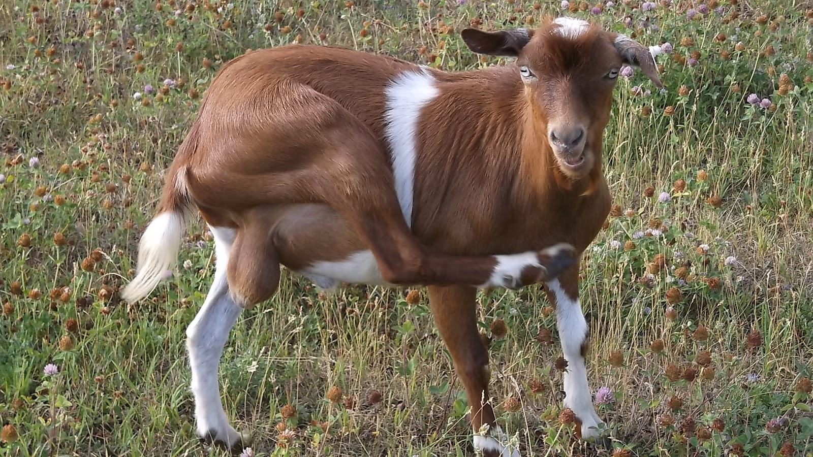 Tye Dye Acres: Fainting Goat Colors and Patterns!