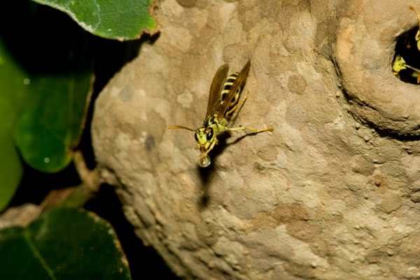 Bug Eric: Wasp Wednesday: A Tropical Social Wasp