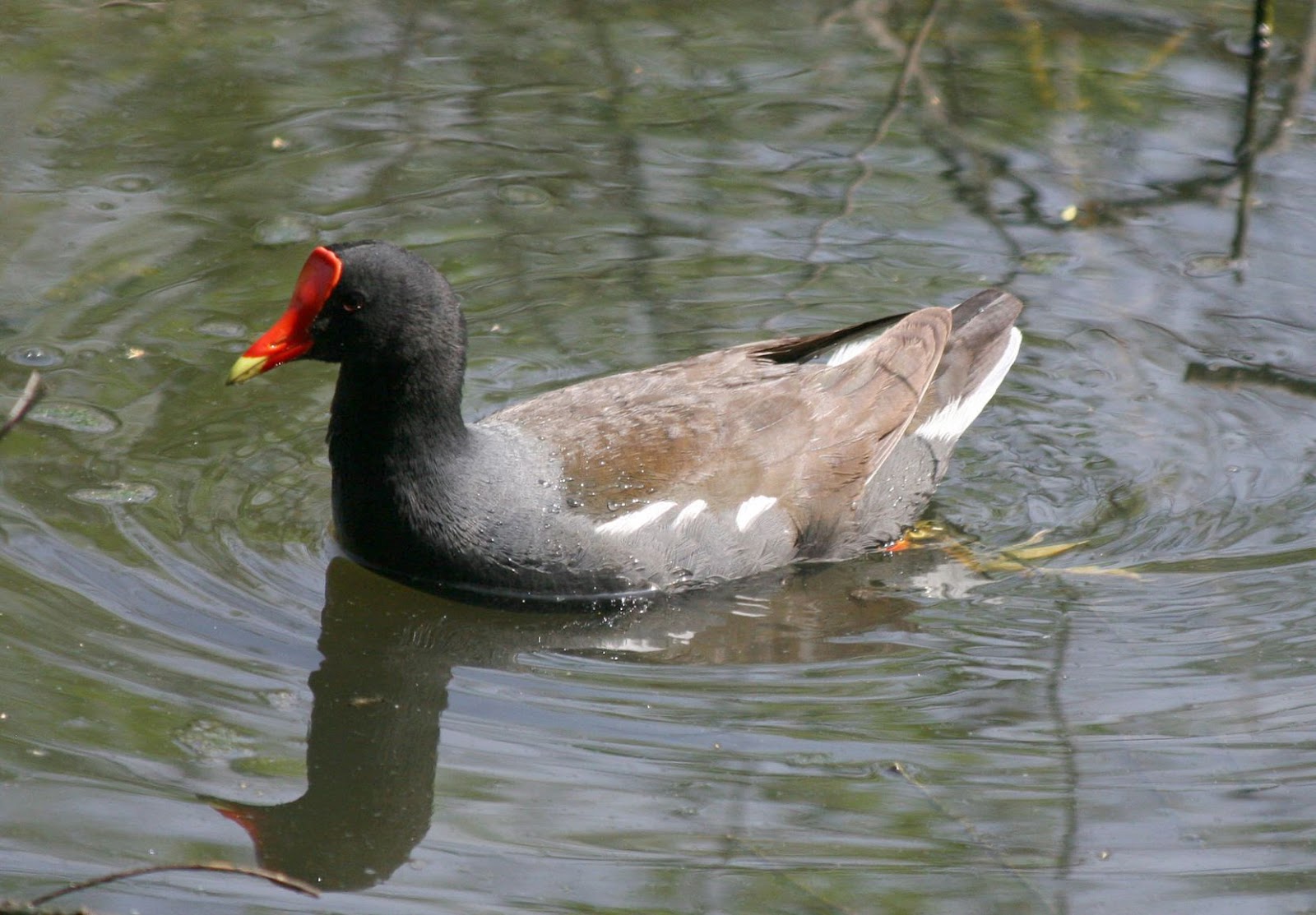 Uruguay y sus curiosidades-Uruguay and its curiosities: RED-- FRONTED ...