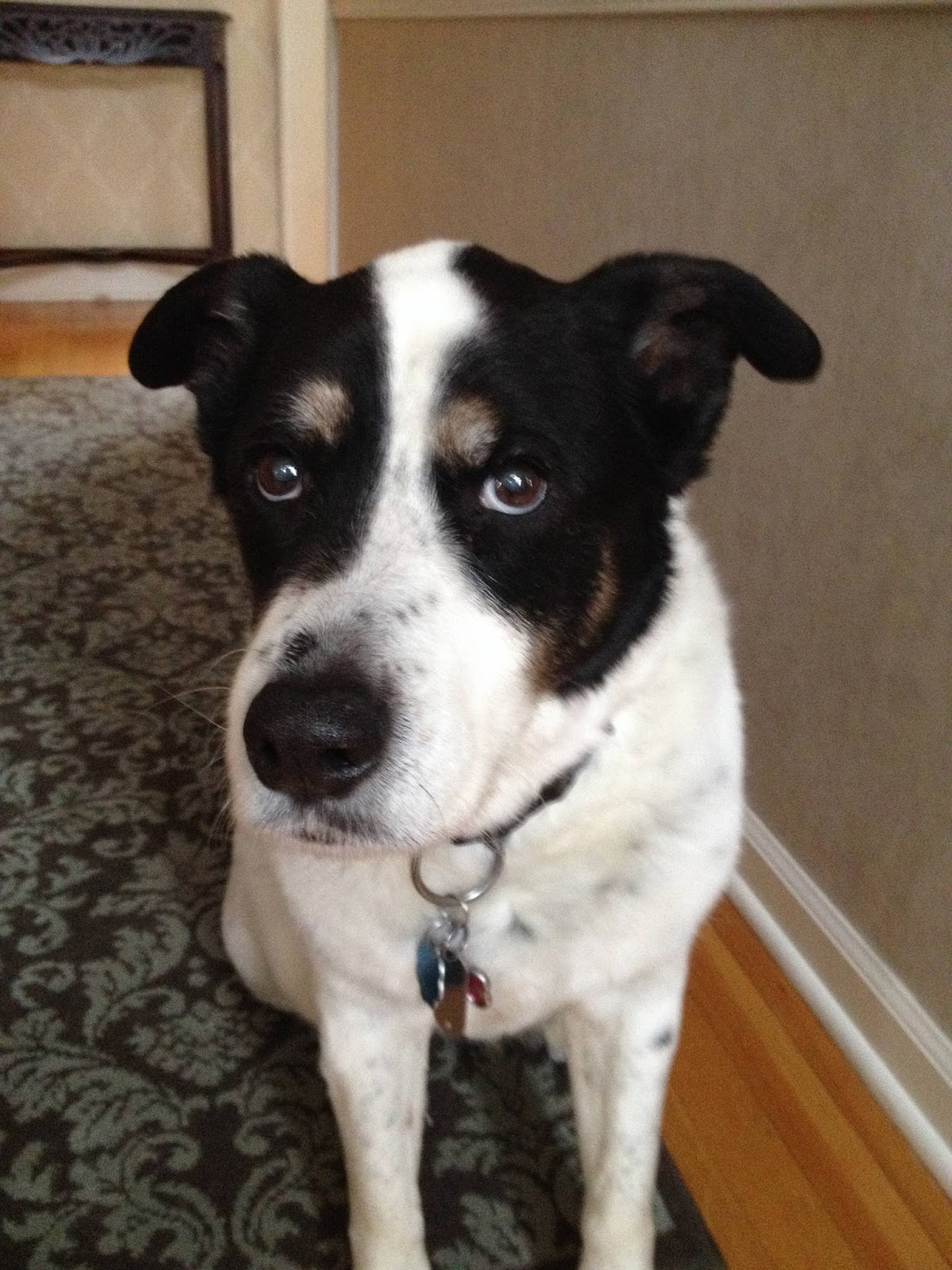 Ruddy Bits: Dog Responds to "Mystery Poo" False Accusation