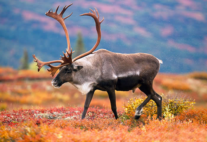 Animals of the world: Alce vs Reno o Caribu