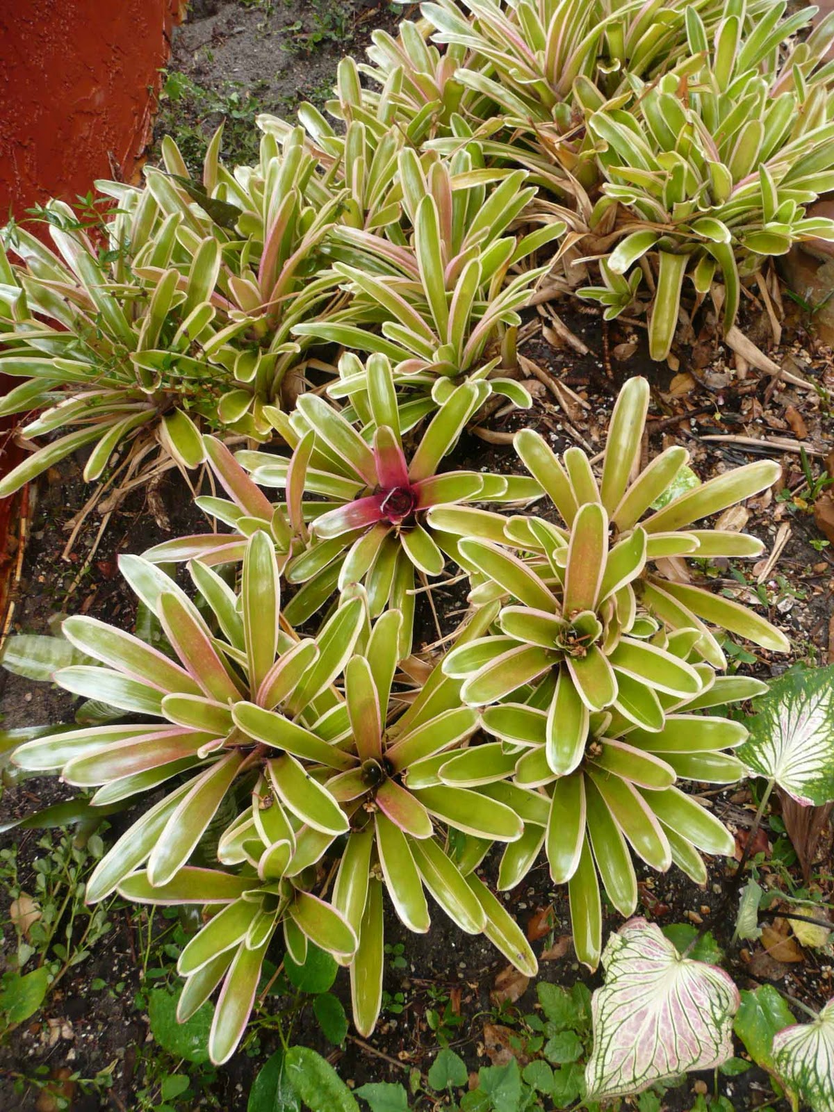 Gardening South Florida Style: Bromeliads in the Garden