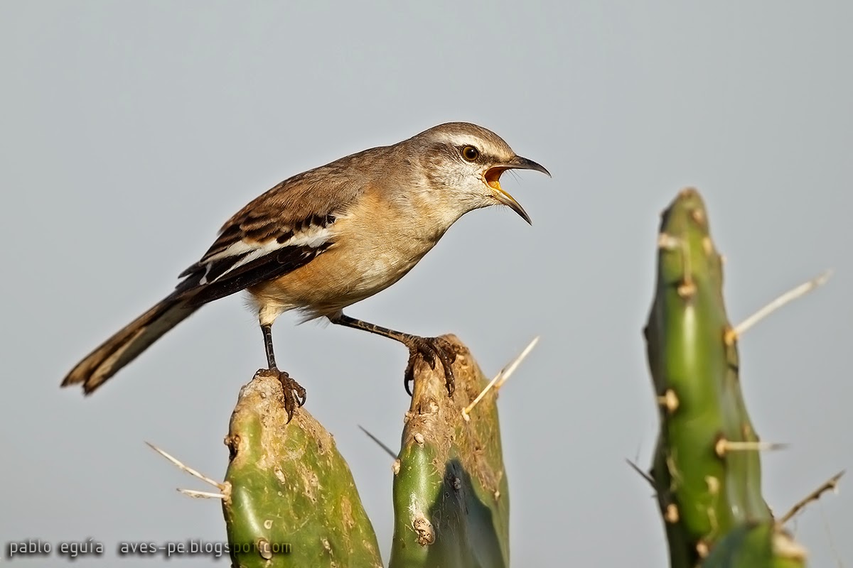 mis fotos de aves: Mimus triurus Calandria Real White-banded Mockingbird