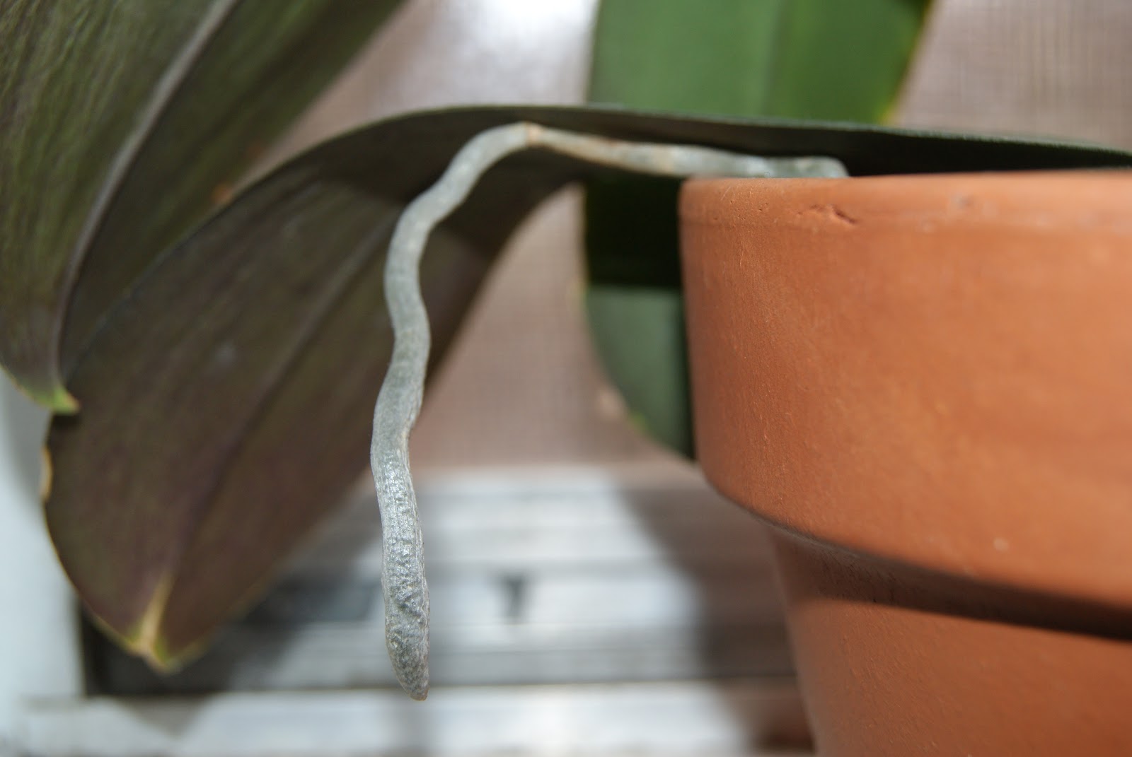 subjectiveday: The Jungle: Orchids and their velamen