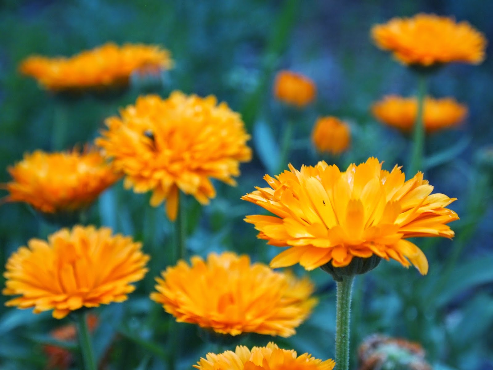 Growing Calendula for You and Your Garden– Wild Rose