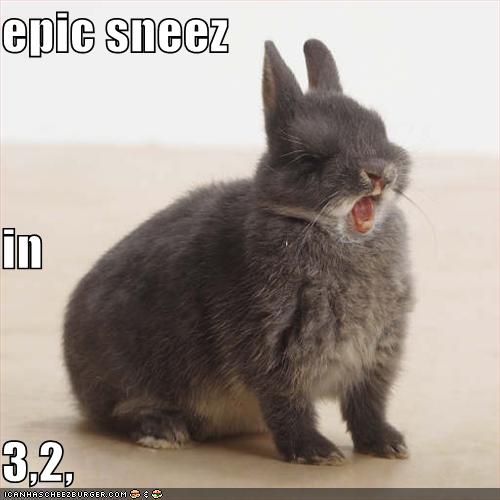 funny pictures of animals: Funny rabbit face