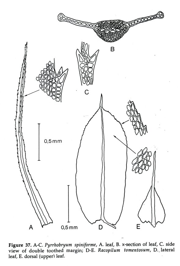 Flora de Puerto Rico Ilustrada Papo Vives: MUSGOS ORTHOTRICHACEAE ...