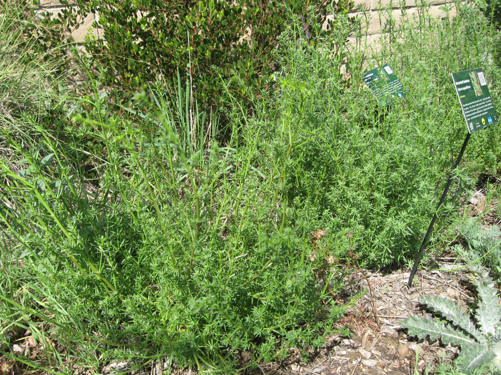 Mother Nature's Backyard - A Water-wise Garden: Plant of the Month ...