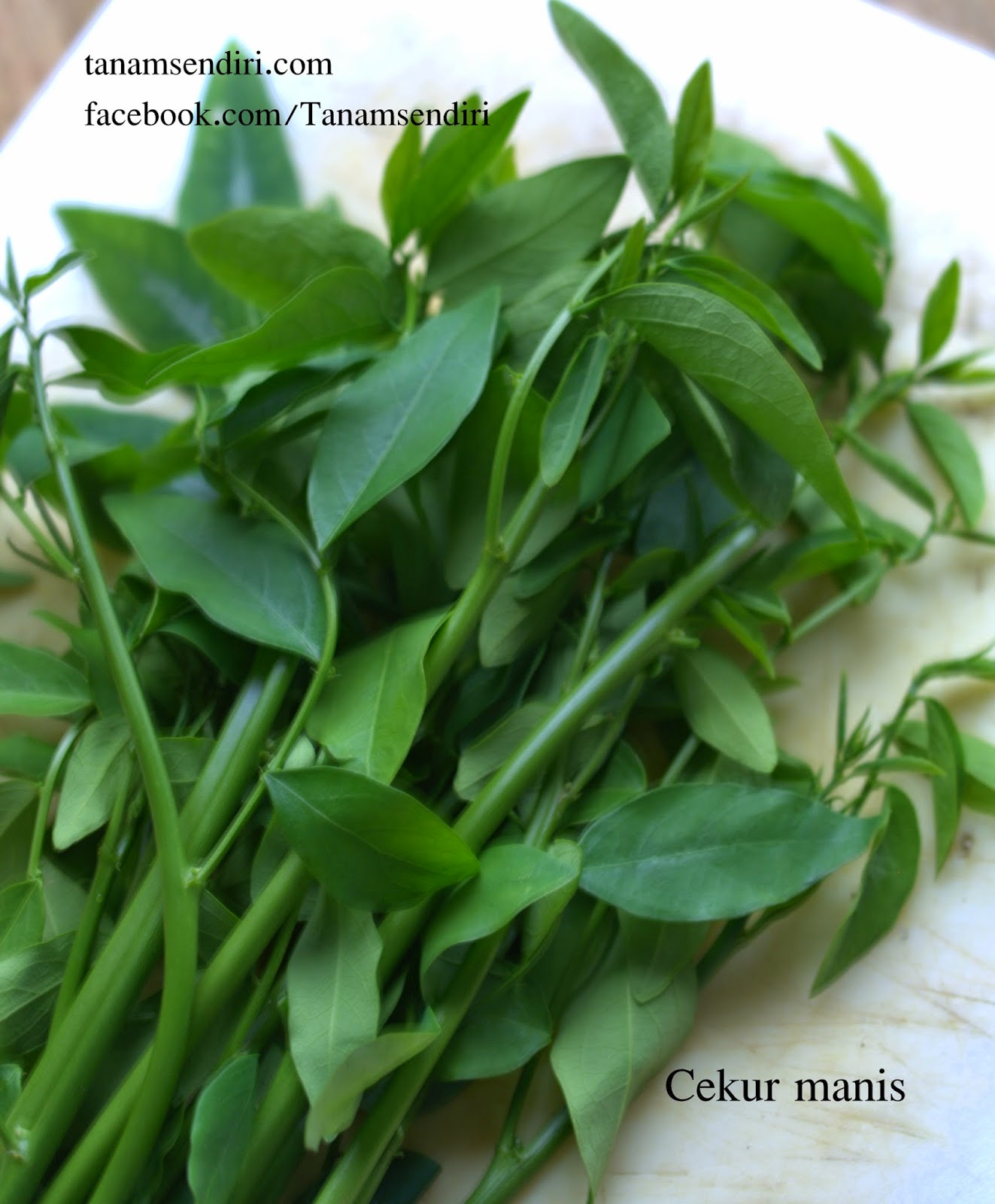 Cekur manis | 6 things that are naturally poisonous but Malaysians eat ...