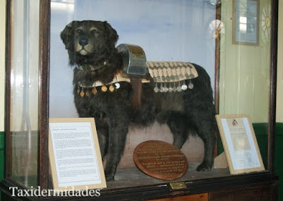 Los perros limosneros de las estaciones de tren inglesas. | Taxidermidades