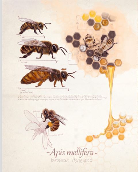 CORONA APICULTORES: APIS MELLIFERA