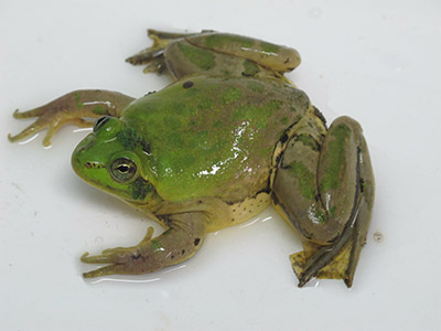 The Herpetology of Trinidad and Tobago: Paradox Frog, Pseudis paradoxus ...