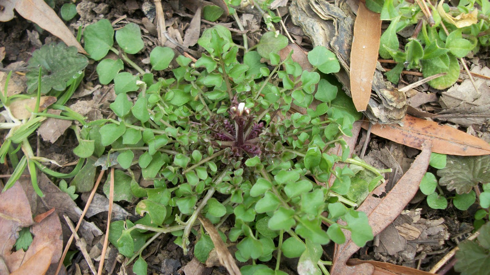 ~ Herbal Spirits ~: Hairy Bittercress ~ Cardamine hirsute