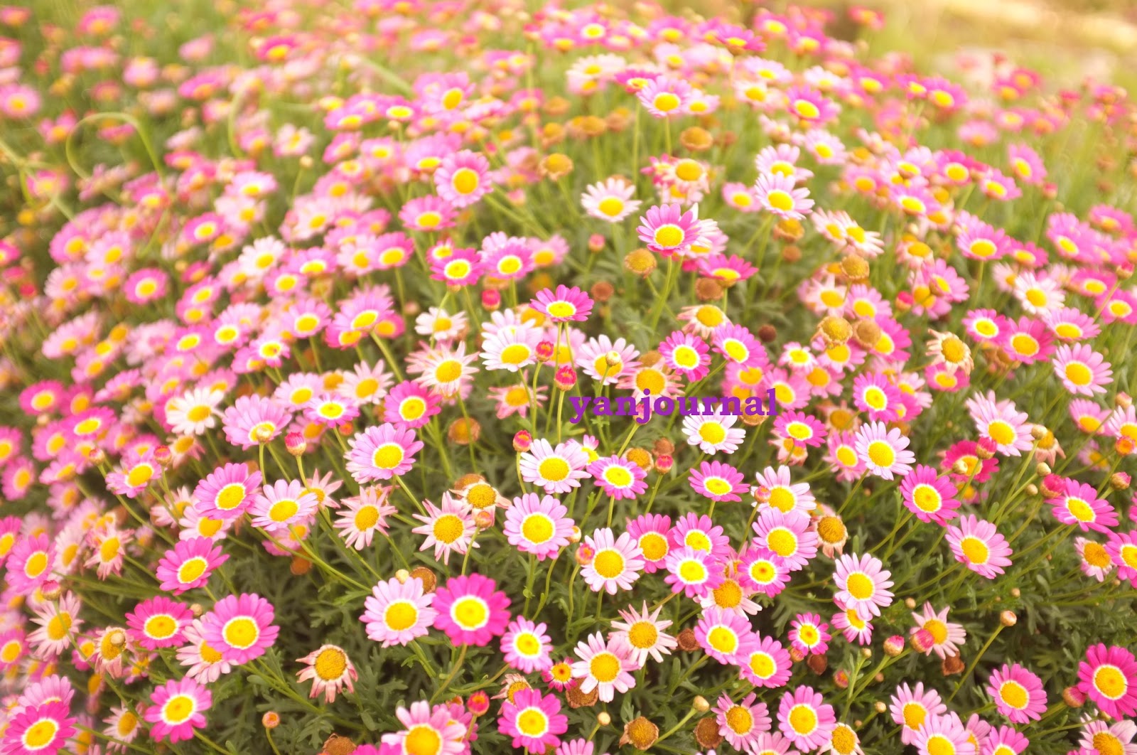 Yan's Family, Frens, Travel, And Food Journal: Indahnya bunga - bunga ...