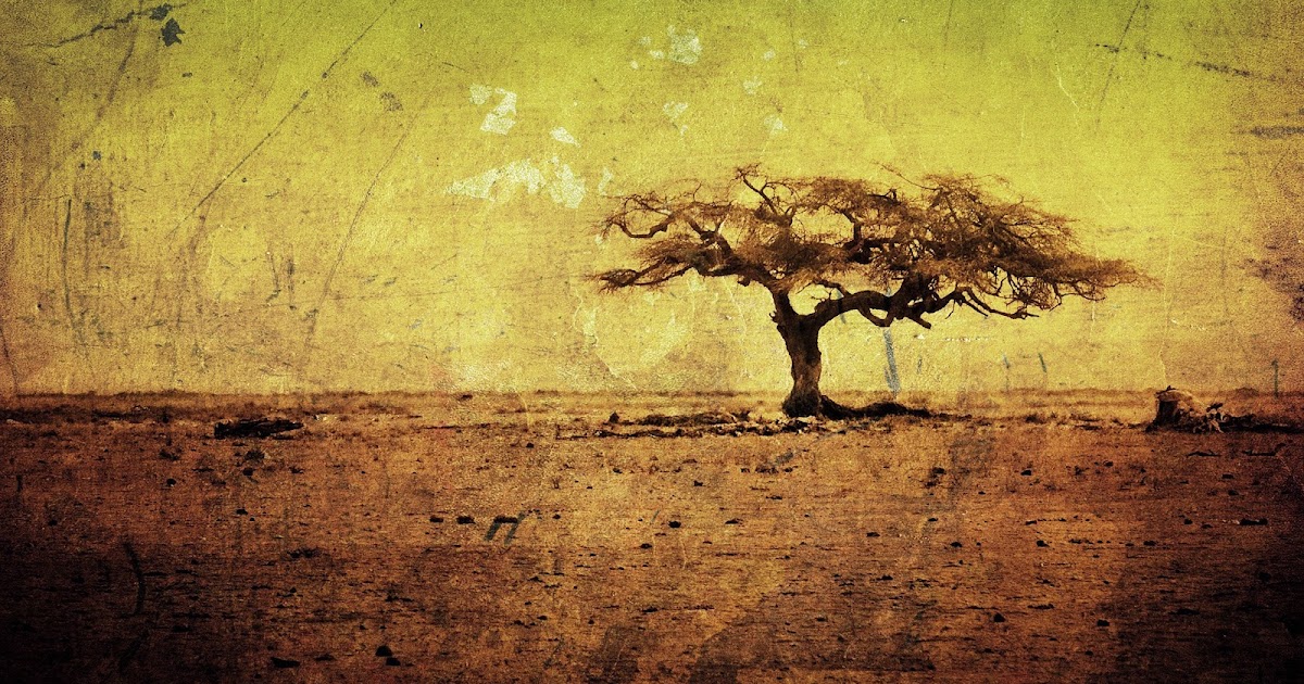 ABBY DESIGN: LA RAZA EUROPEA (RAZA ARIA), CARACTERÍSTICAS Y ORÍGENES