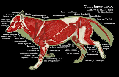 Alex Dawes Illustration: The anatomy of the Wolf (Muscle)