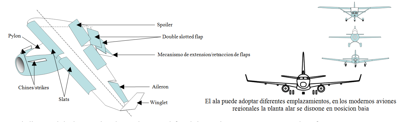 El ala, su forma y su nomenclatura