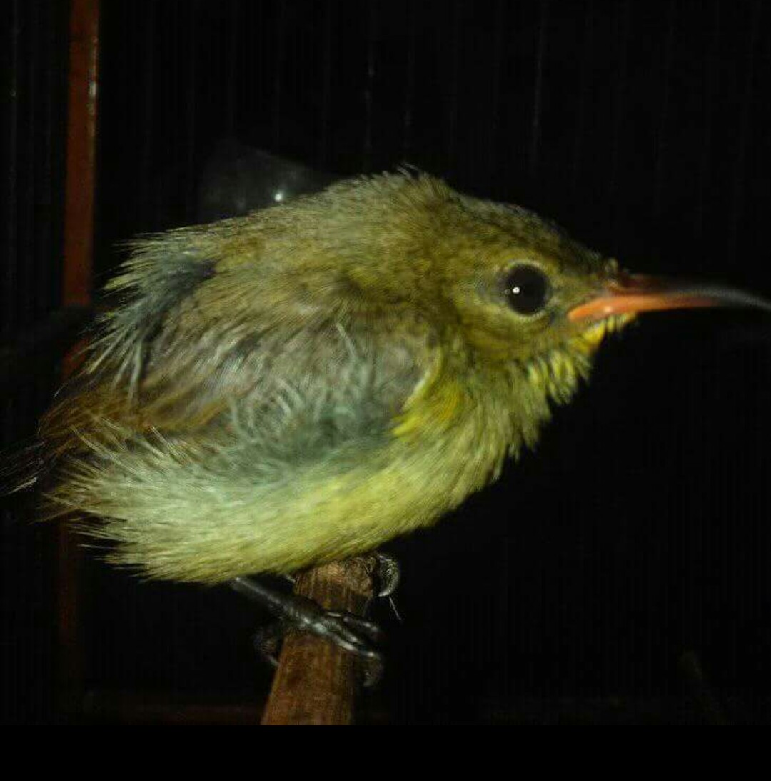 Cara Merawat Anakan Burung Kolibri Ninja - Kibung - Kicau Burung