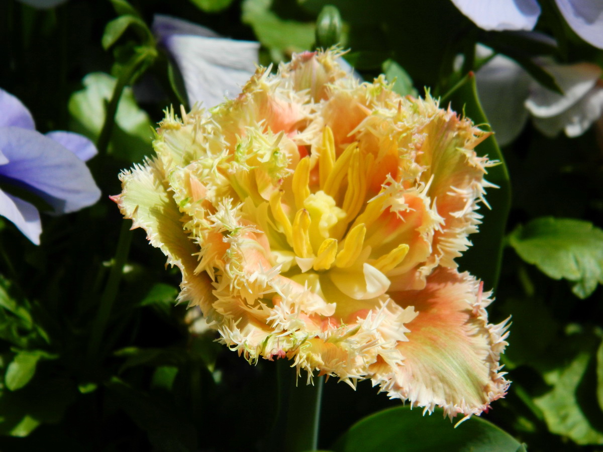 LA MULTI ANI, ROMANIA!: Lalele crete