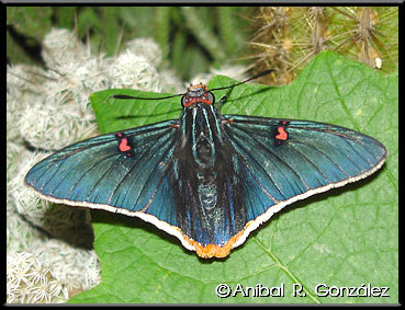 Argentina nativa: Mariposa polibio (Phocides polybius)