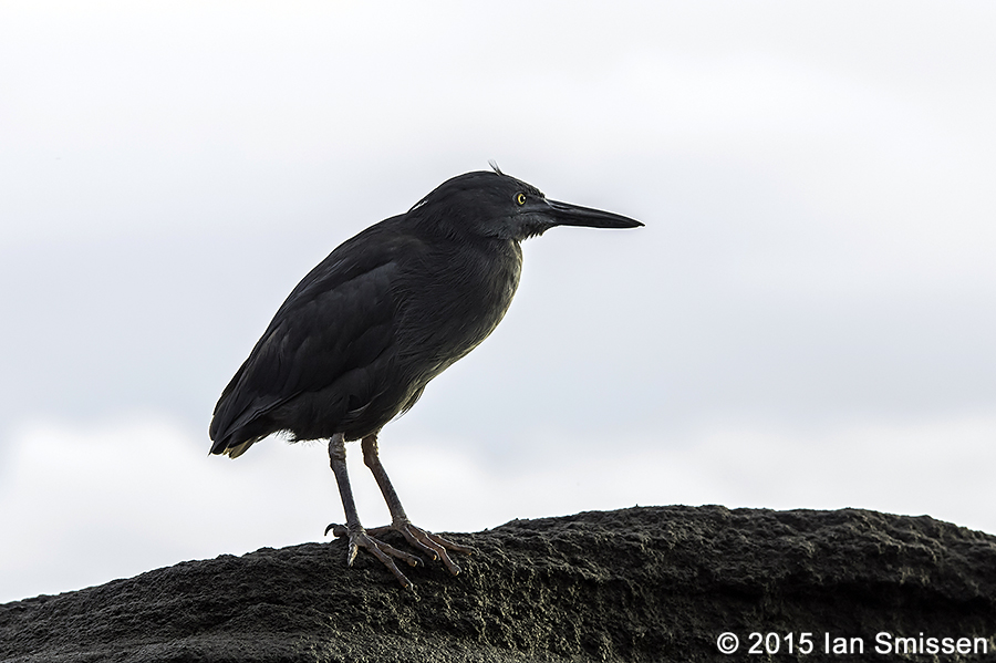 A passion for birds...: Galápagos Day 4 (morning) - Puerto Egas, Isla ...