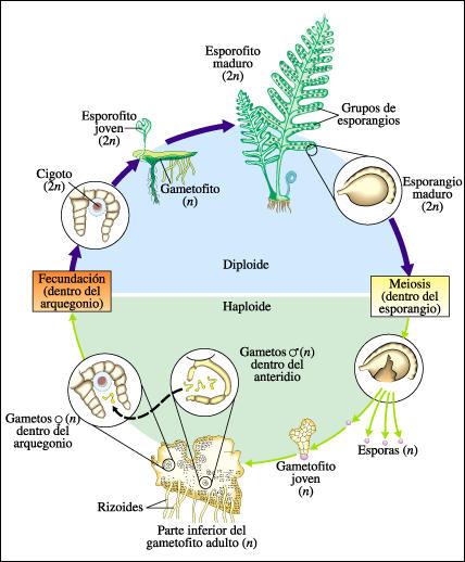 Biología Vegetal: Las plantas vasculares o cormofitas
