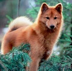 Todo Sobre Perros: La Raza del Spitz Finlandés