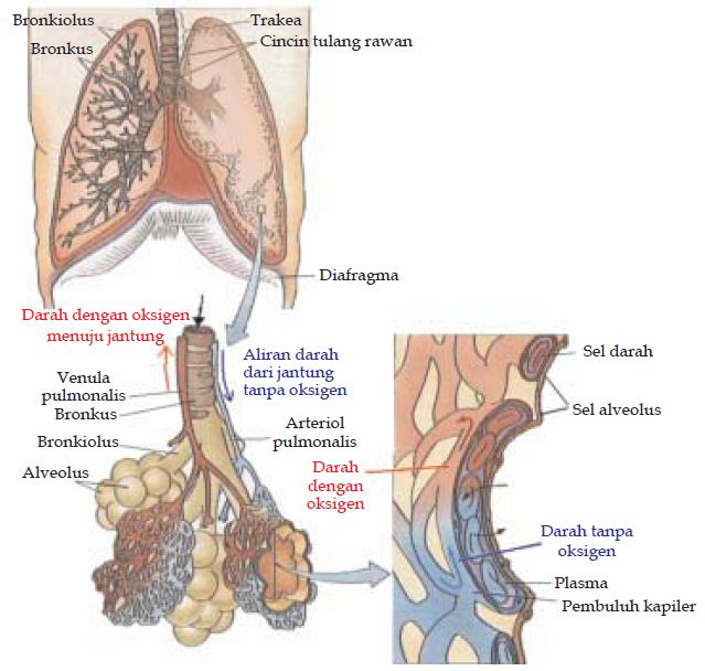 Alat dan Sistem Organ Saluran Pernapasan pada Manusia Lengkap - INFO ...