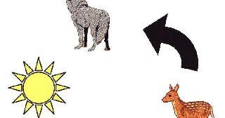 For Primary Kids: Natural Science 4th & 5th - The Food Chain