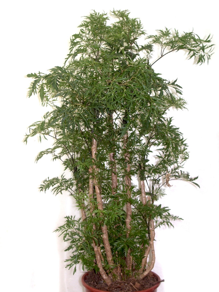 Viveros Vangarden: Polyscias varias