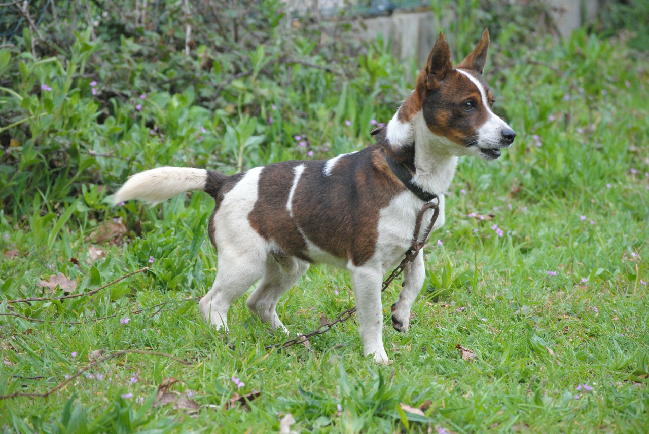 NUNCAJAMAS COCKER: UN LEGADO CELTA: EL PERRO GUICHO O QUISQUELO ...