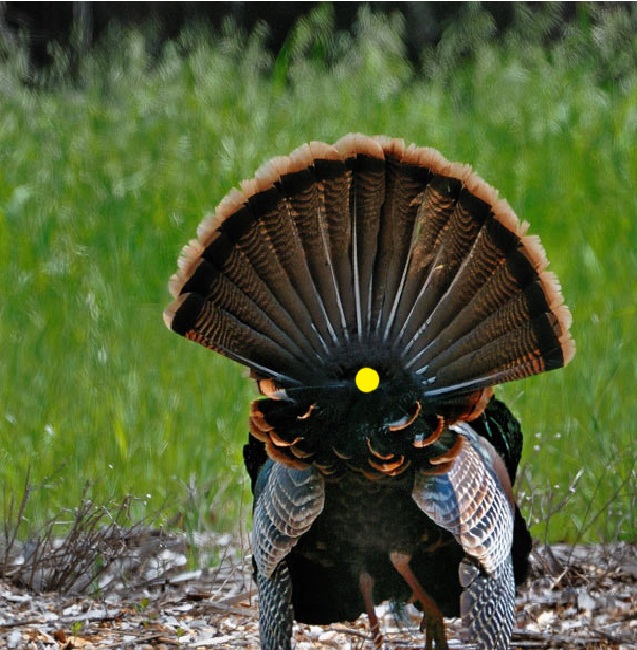 Full Draw Outdoor Productions Blog: Wild Turkey Shot Placement (Archery)