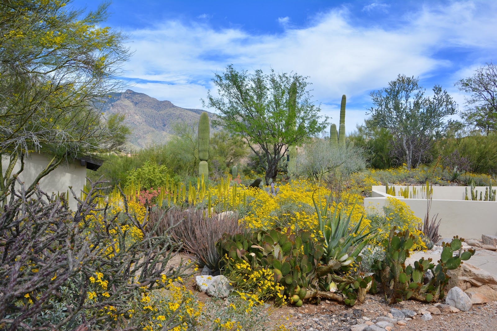 Living on Winchester Ranch: Enjoying Our Back Yard Flowers