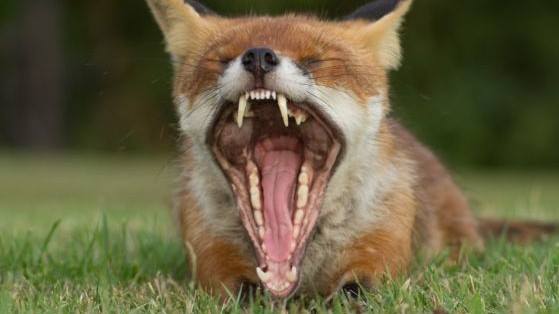 The legend of the Fox - Peru | Gringo Peru