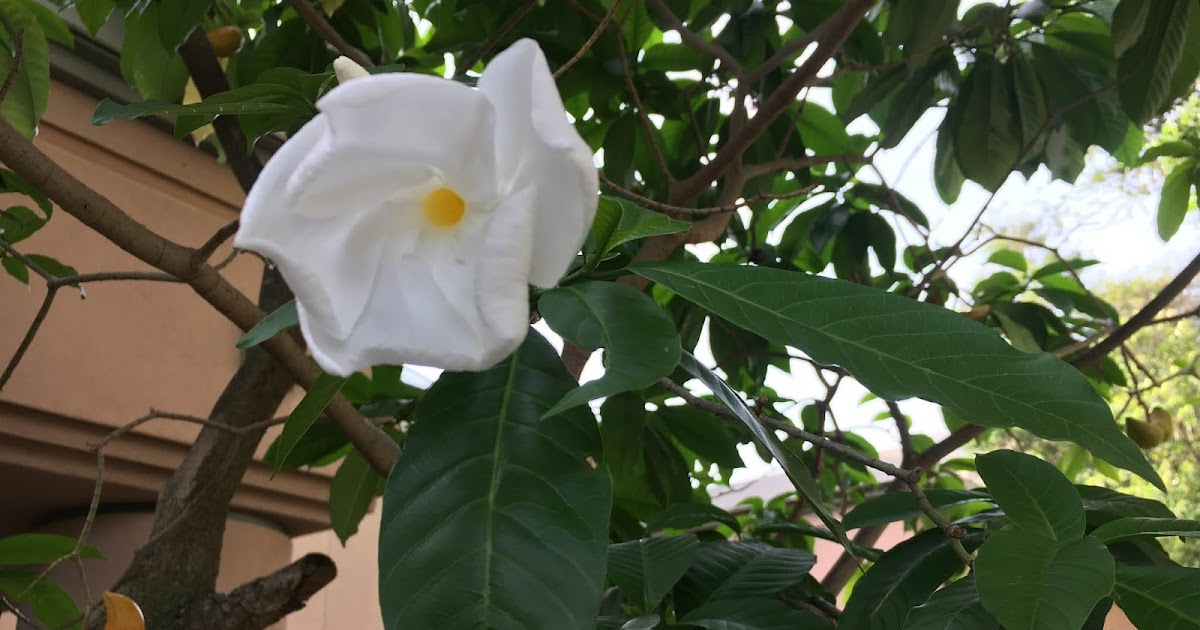 Stemmadenia litoralis (Lechoso)