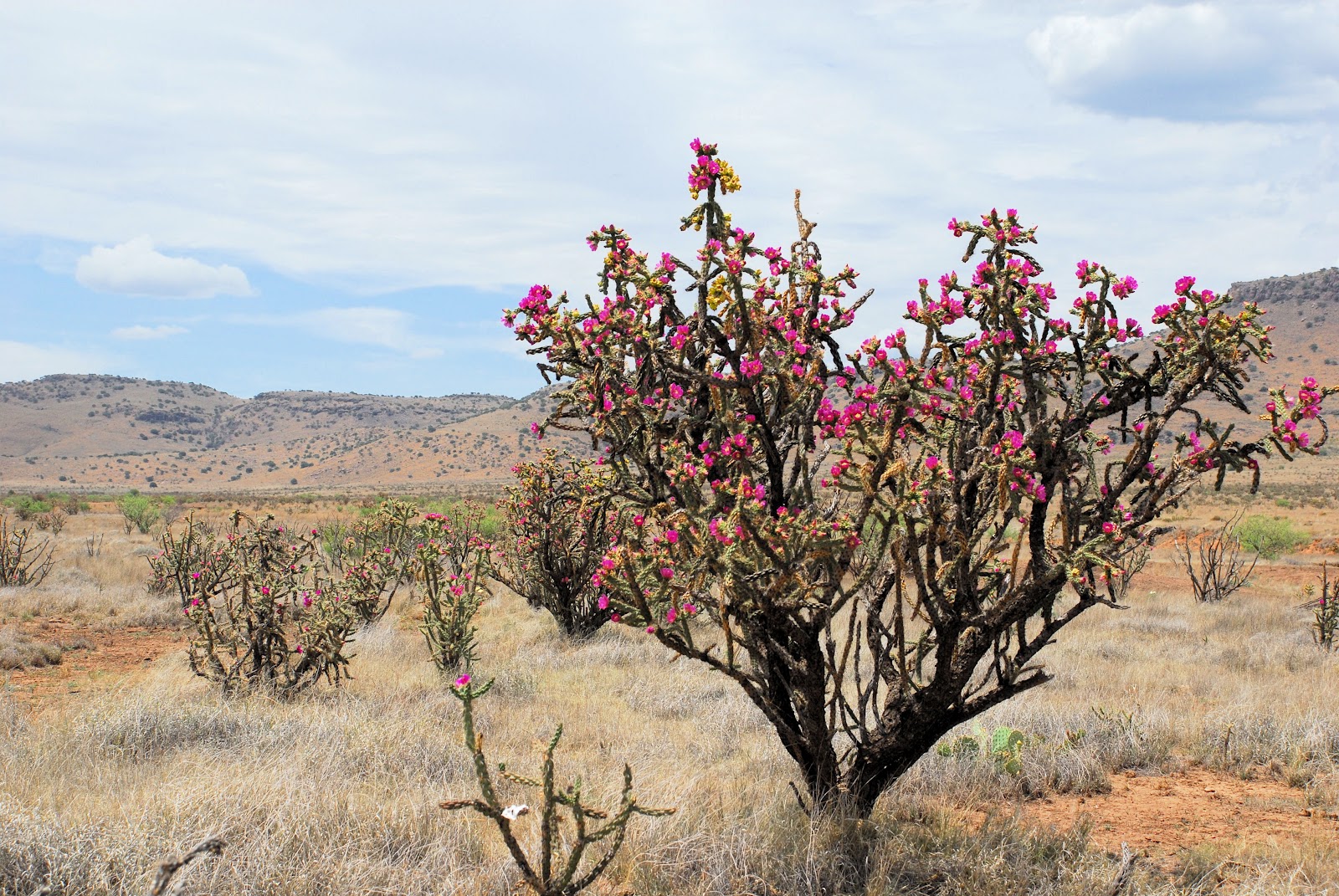 Texas Mountain Trail Daily Photo: Cholla Blooming Season