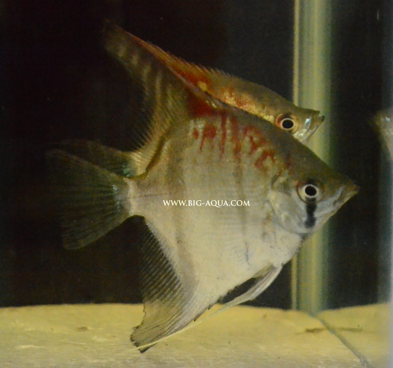 Wild Manacapuru Angelfish ~ Big Aqua