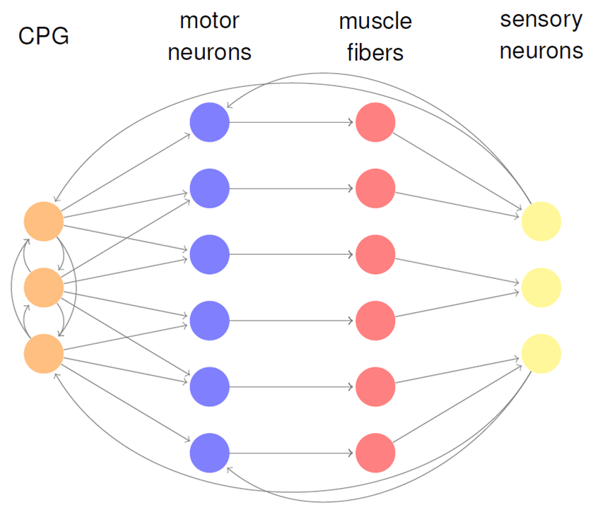 Things We Don't Know: What role do motor neurons play in basic bodily ...