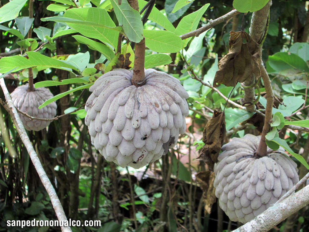 San Pedro Nonualco - Sitio web oficial de los sampedranos: La anona