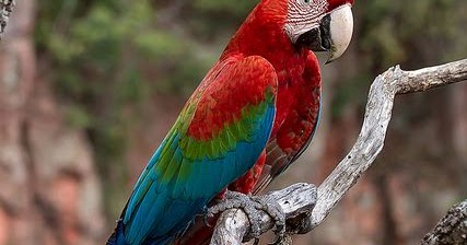 Arara colorida do Brasil